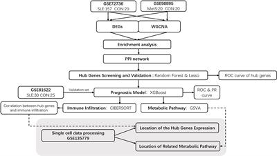 Frontiers | The shared biomarkers and pathways of systemic lupus erythematosus and metabolic ...